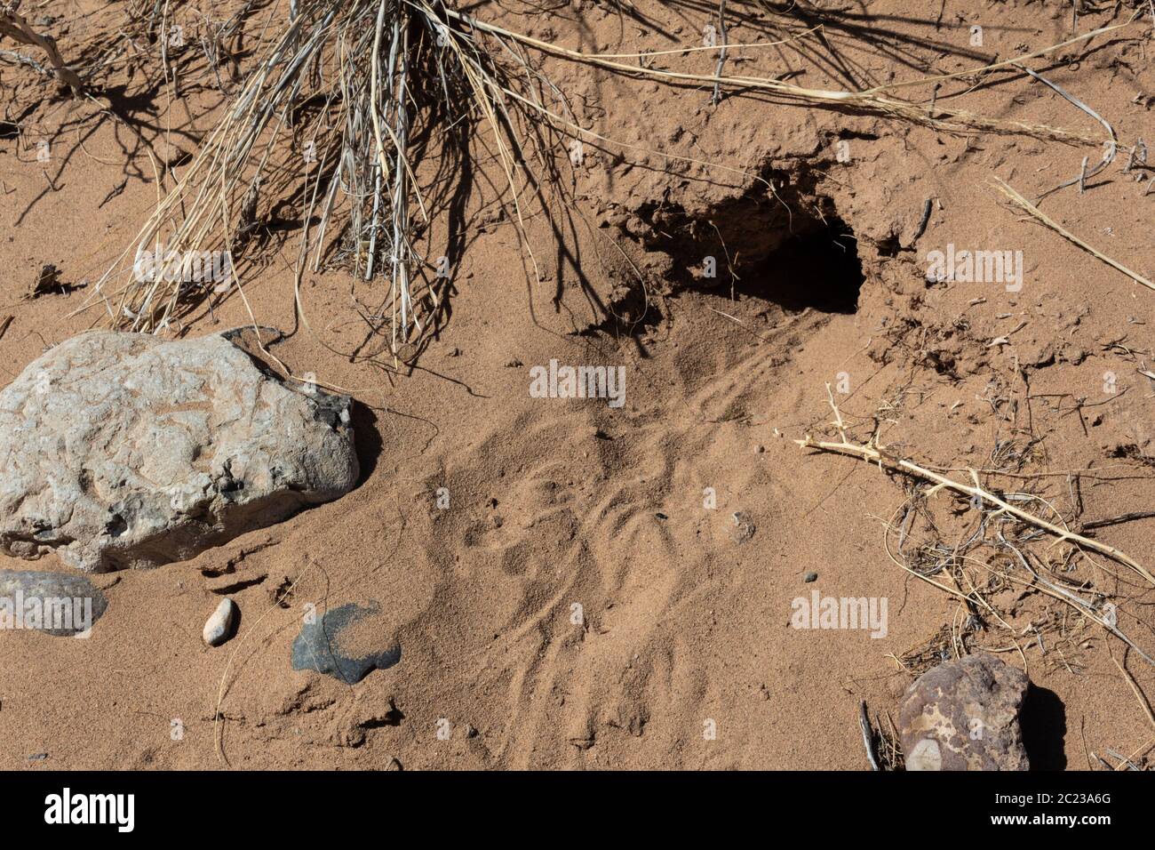 Rabbit burrow in desert sand surrounded by rock and dried grass, rabbit ...