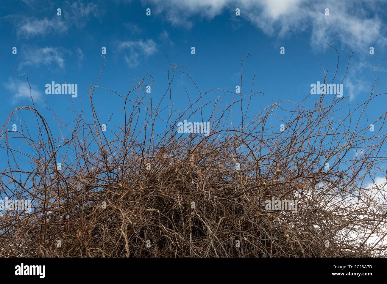 Thicket of dense branches and vines, twisted and arched, before a ...