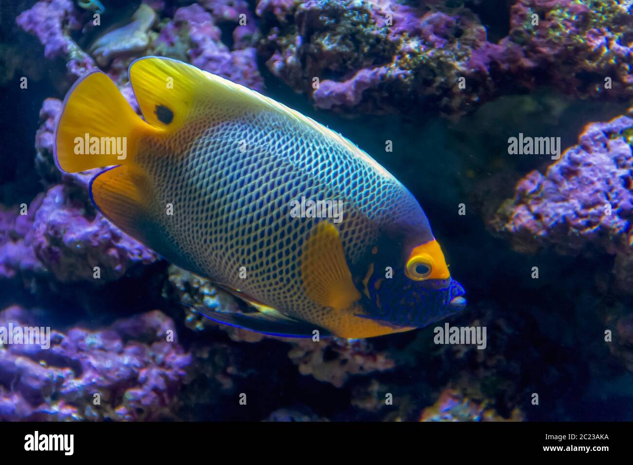 aquatic scenery showing a colorful Coral reef fish Stock Photo - Alamy