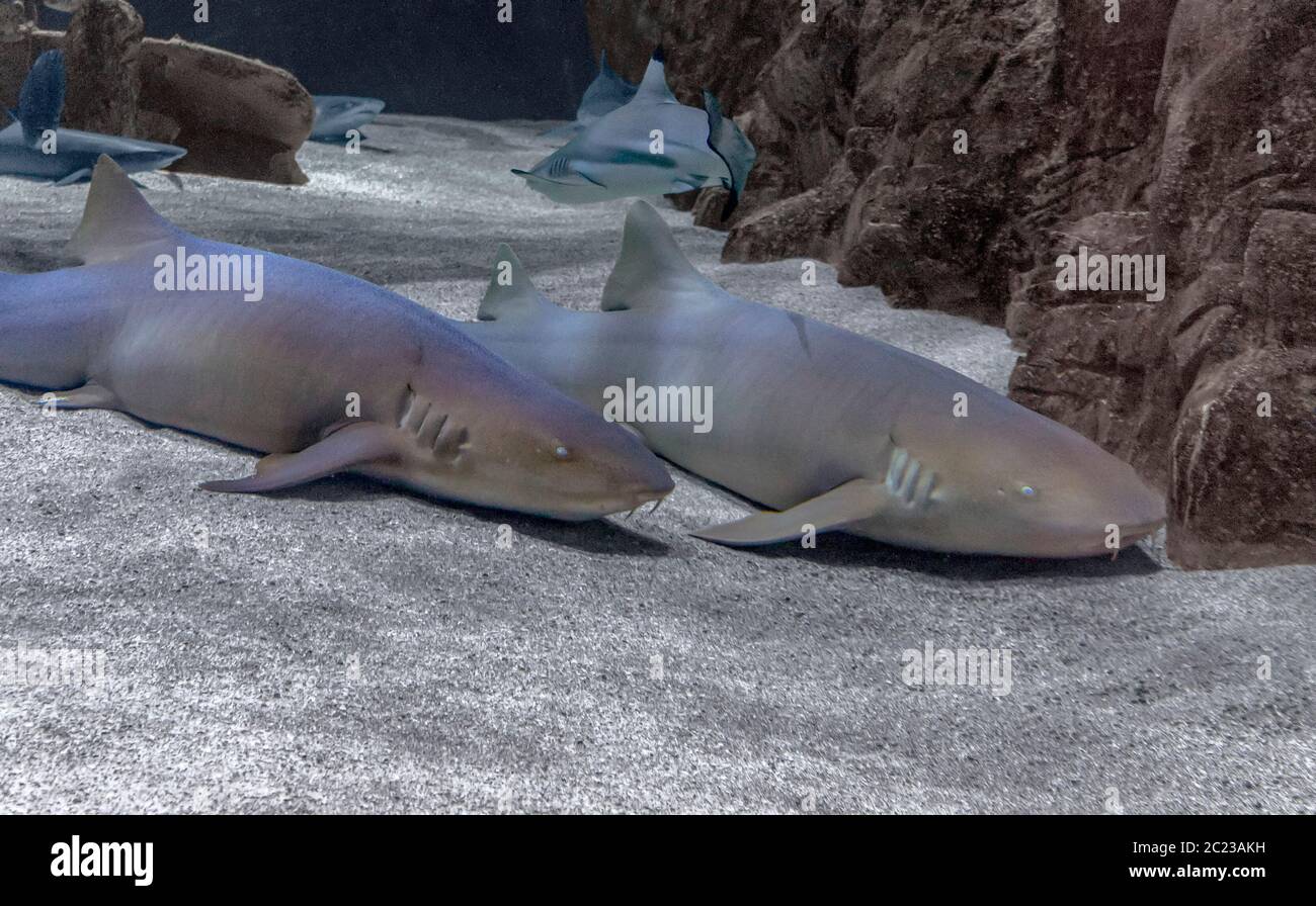 underwater scenery showing some sharks on the ground in natural ...
