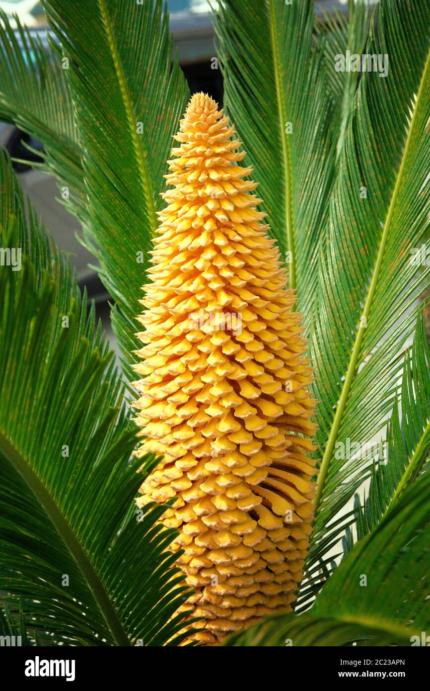 Cycas revoluta. Summer background design with palm blooming. Green palm ...