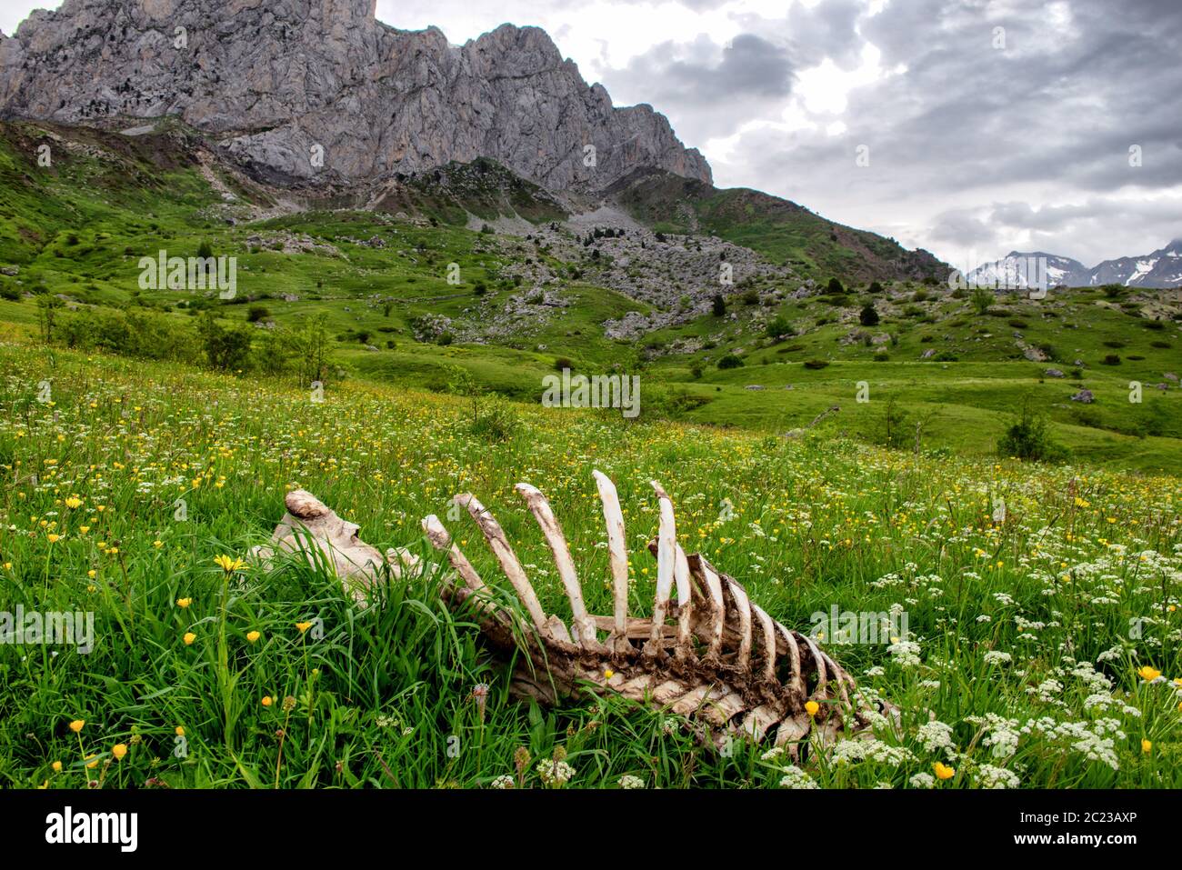 view of animal skeleton in the grass Stock Photo - Alamy
