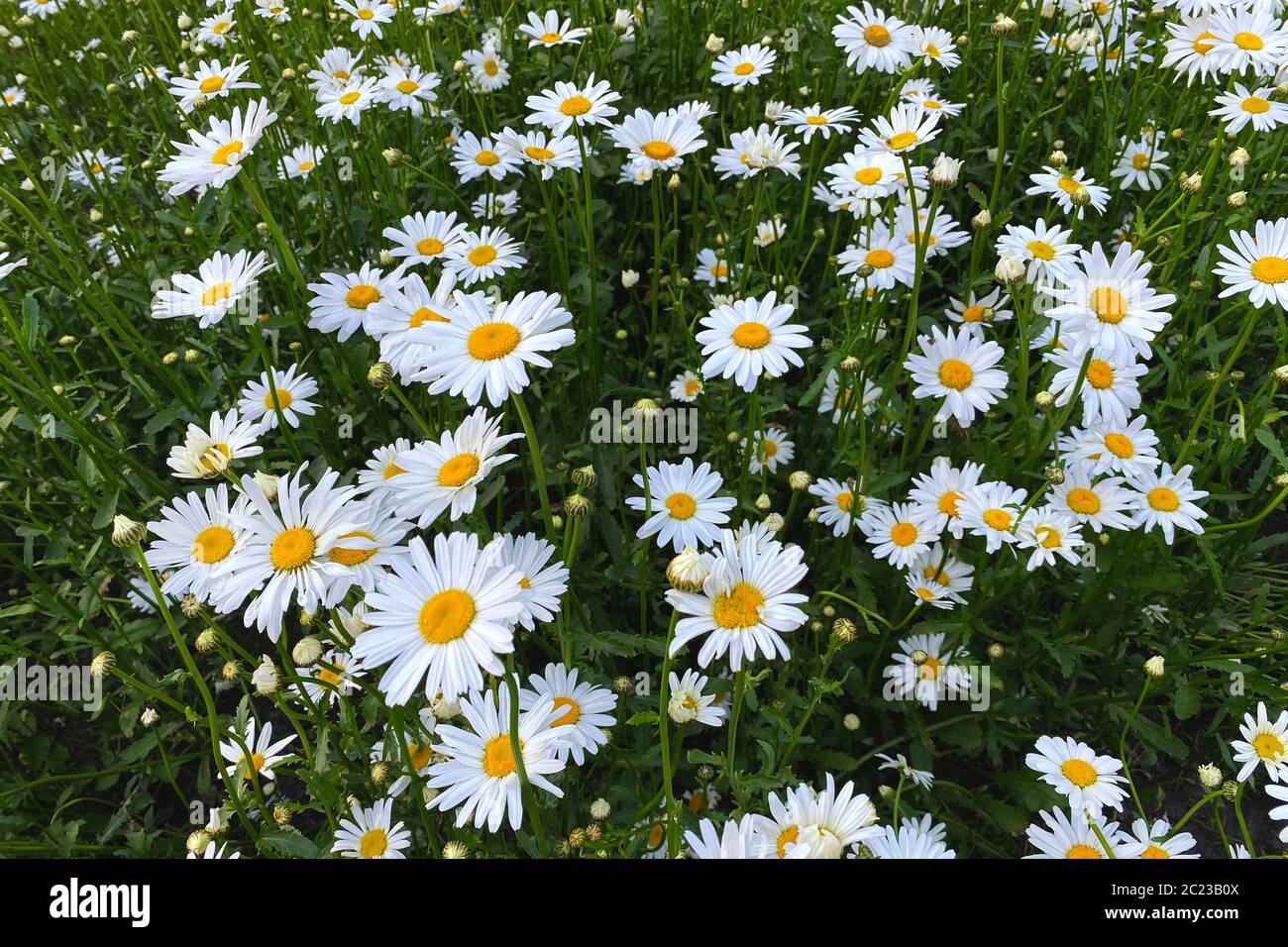 Flowering of daisies in the summer green meadow. Oxeye daisy ...