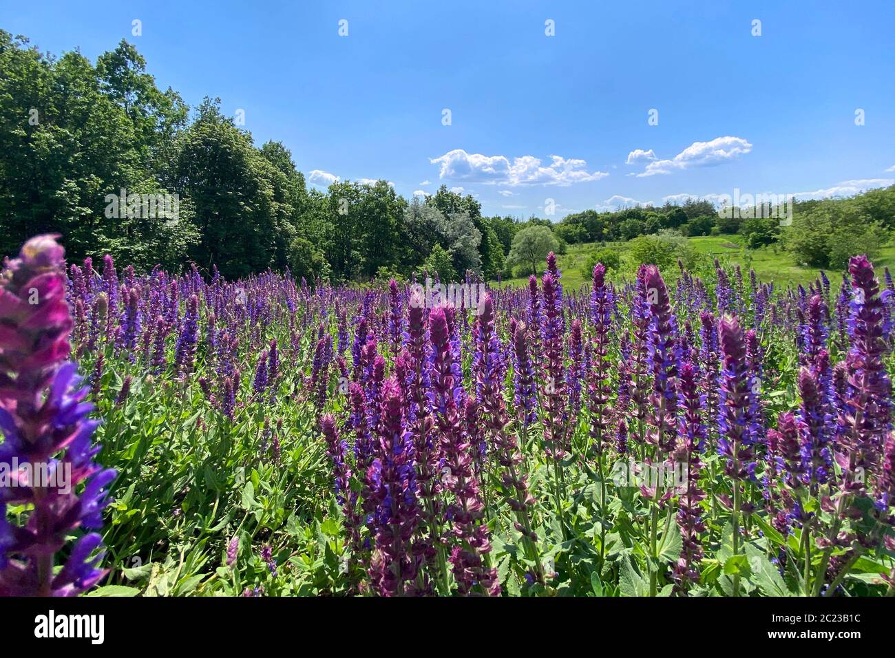 Violet meadow hi-res stock photography and images - Alamy