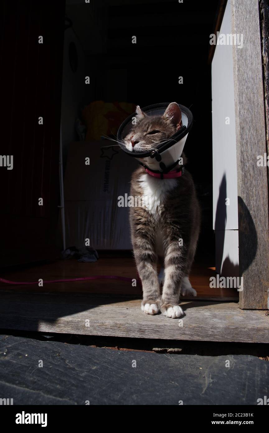 Surgical cone hi-res stock photography and images - Alamy