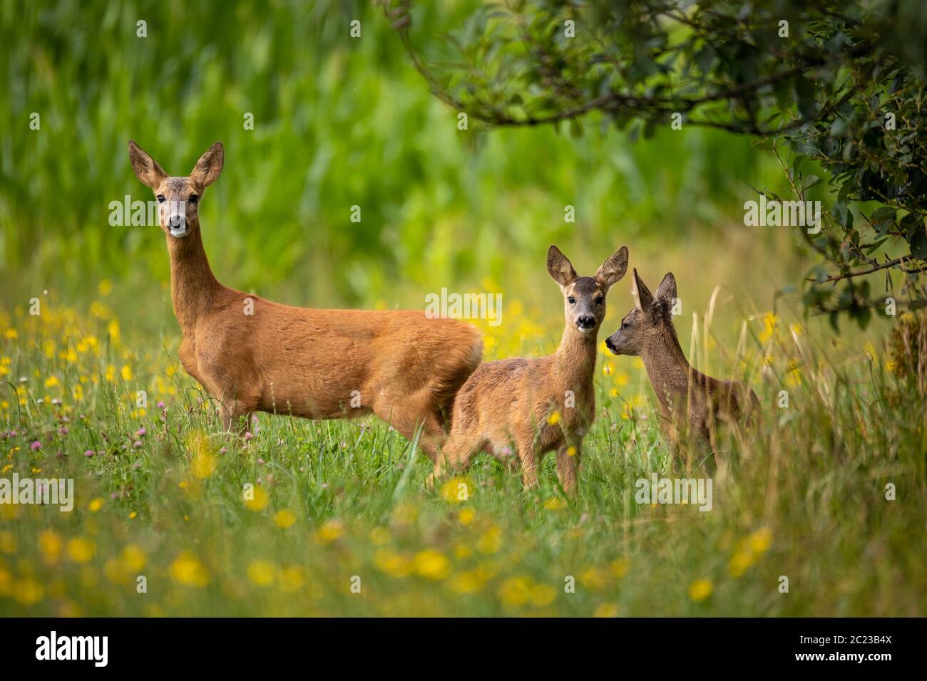 Row deer family on meadow with trees, Czech wildlife Stock Photo - Alamy