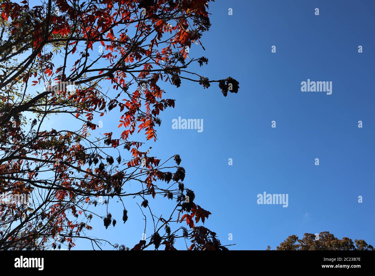 Bright red fall leaves are backlit and contrast with a bright blue ...