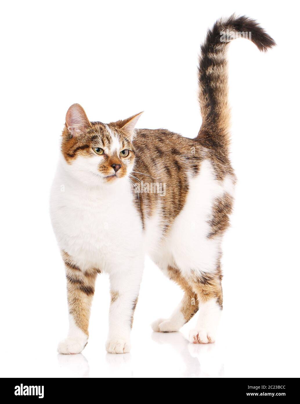 Happy cat on a white background. Cat without breed. Photo for ...