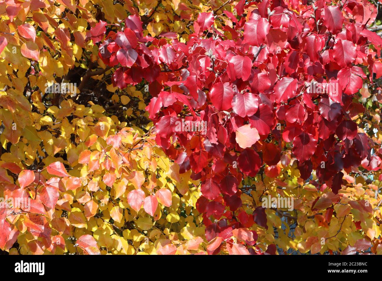 Stunning, vivid autumn leaves display their changing colors in the fall ...