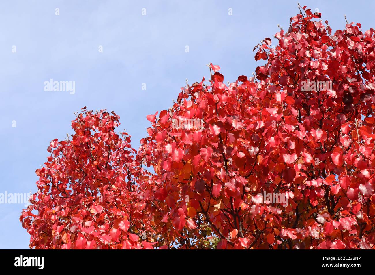Blazing display of the crimson red autumn leaves of an Arkansas Callery ...