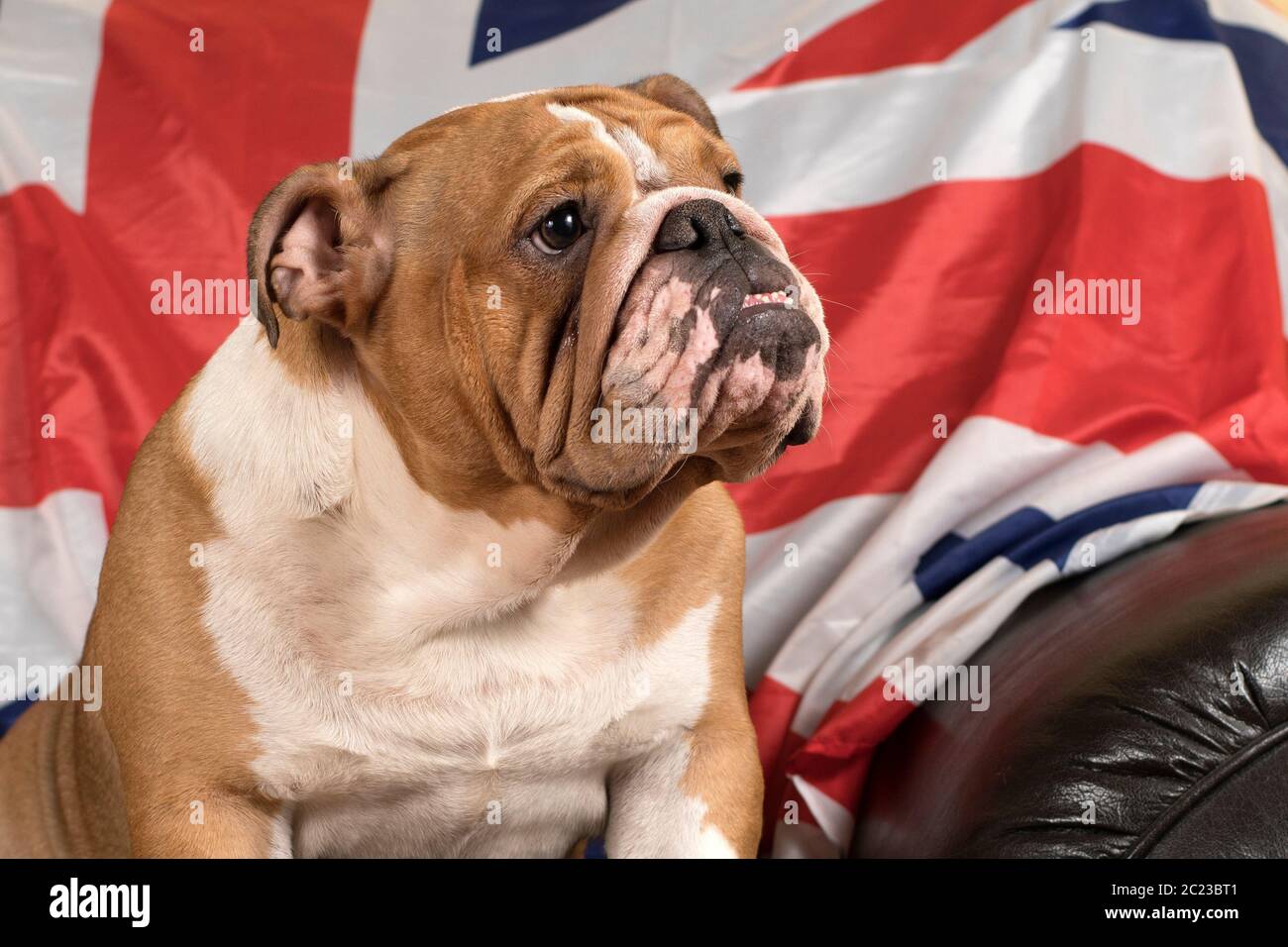 English bulldog in british flag hi-res stock photography and images - Alamy