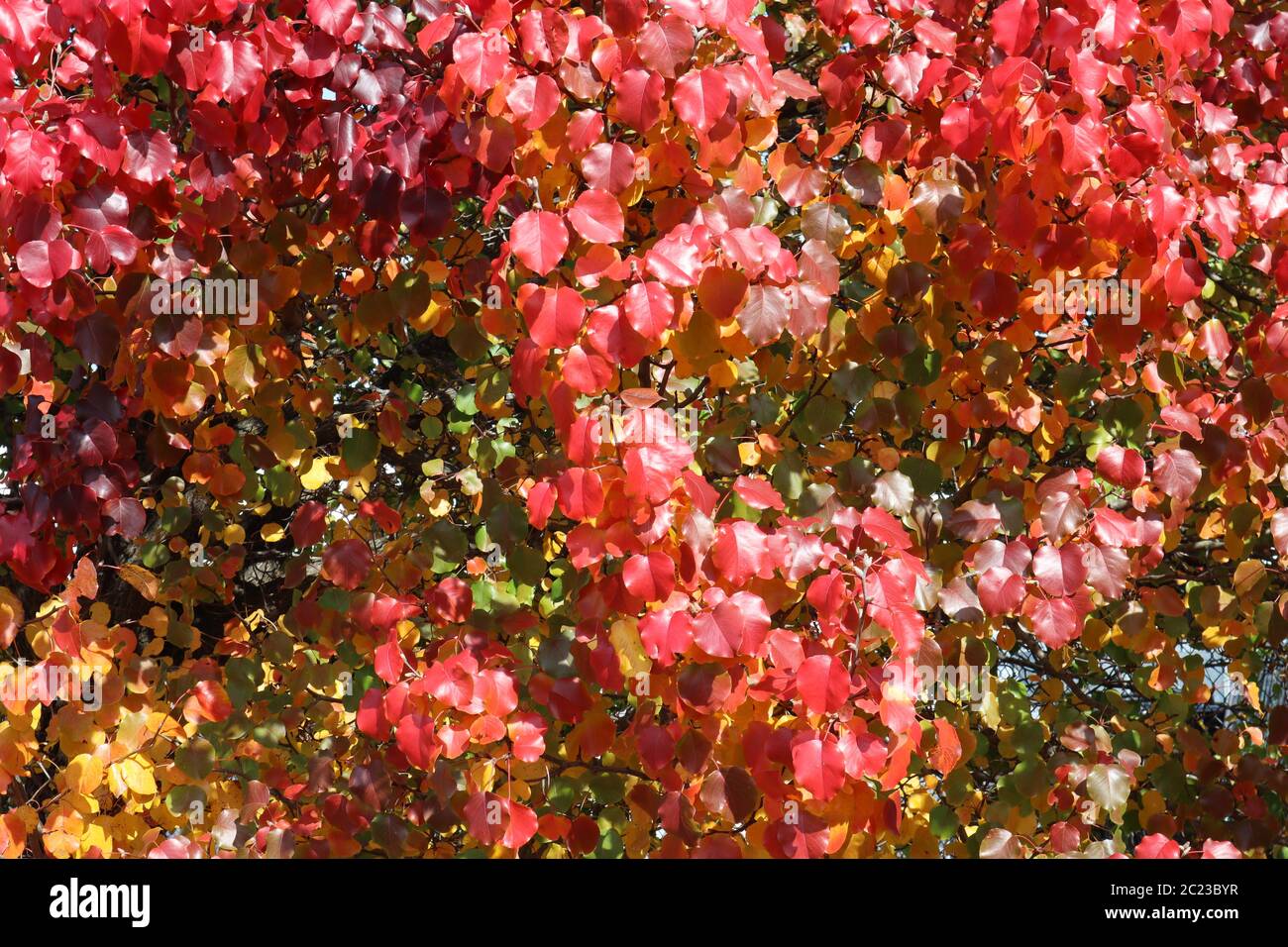 Callery pear hi-res stock photography and images - Alamy