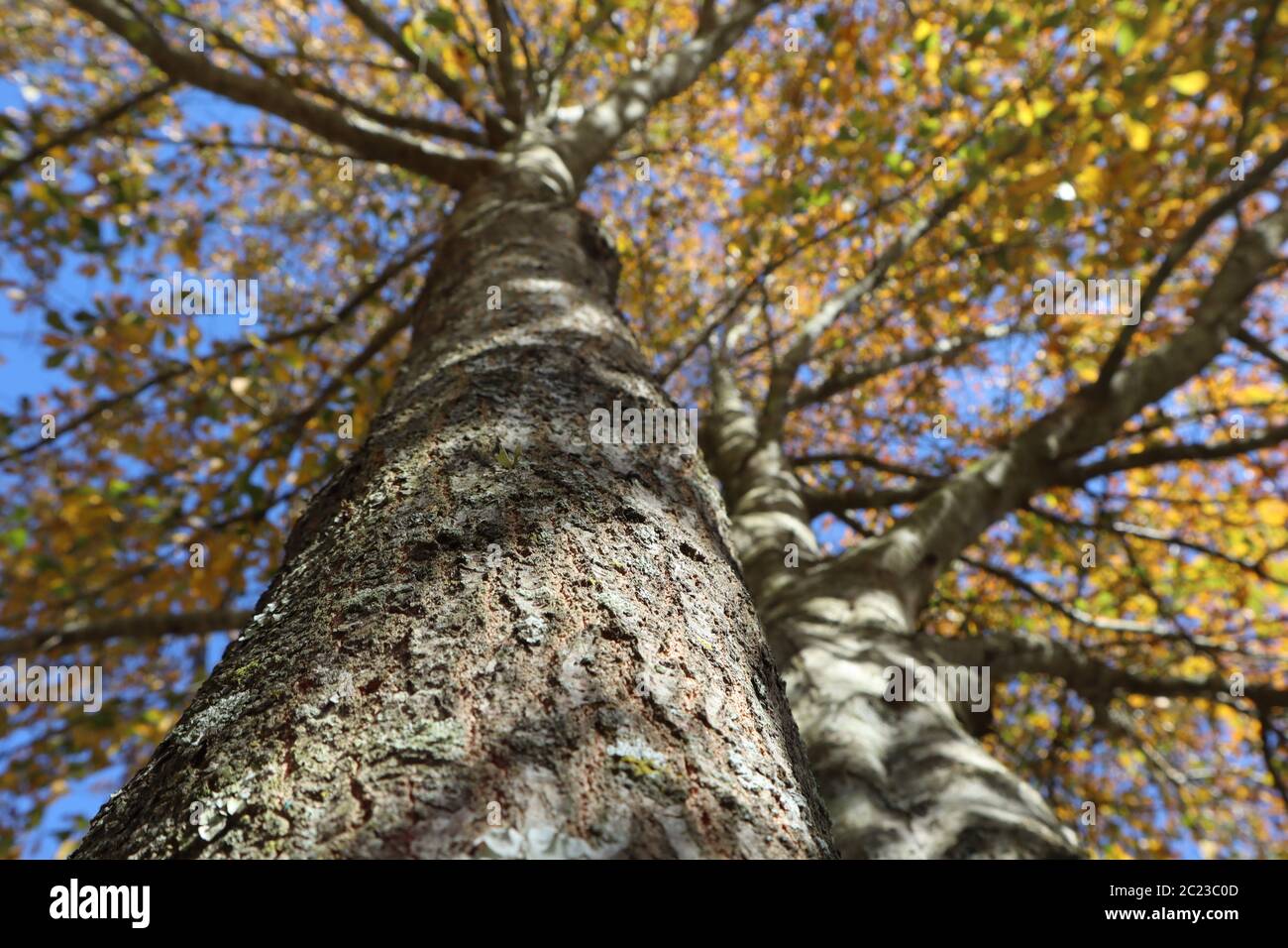 A perspective view upwards into the autumn foliage canopy of a maple ...