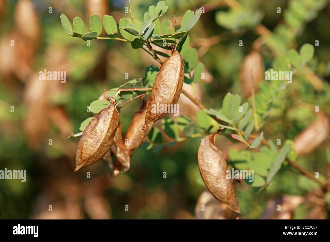 Fruits of the yellow bubble shrub Colutea arborescens Stock Photo - Alamy