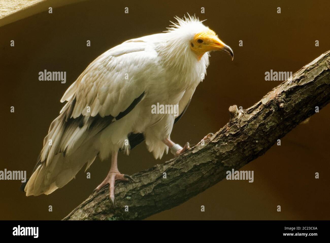 Bird birds protection hi-res stock photography and images - Alamy