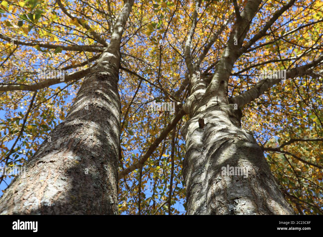 A perspective view upward into two towering maple trees with leaves ...