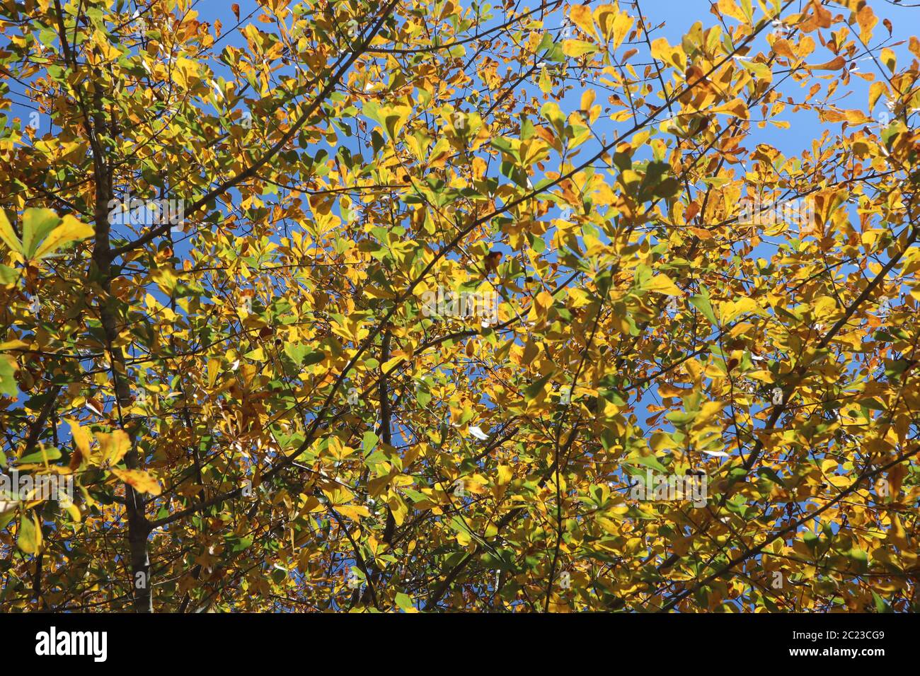 Bright yellow autumn leaves contrast a against a brilliant blue autumn ...