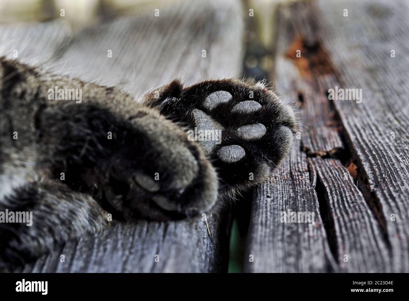 Close-up of cat paws. A cat's paw from the underside Stock Photo - Alamy