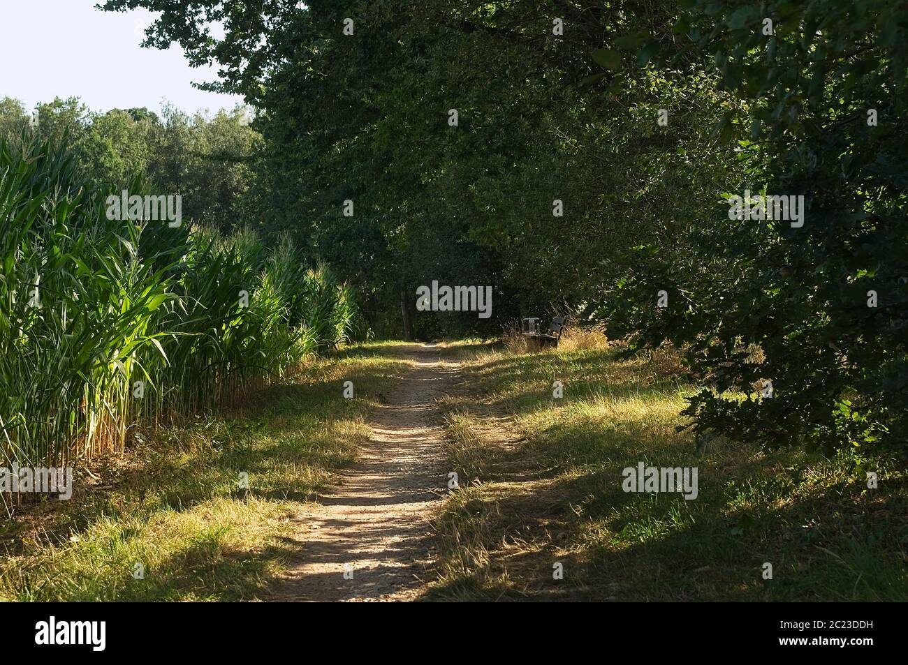 small trail between a cornfield and a forrest Stock Photo - Alamy