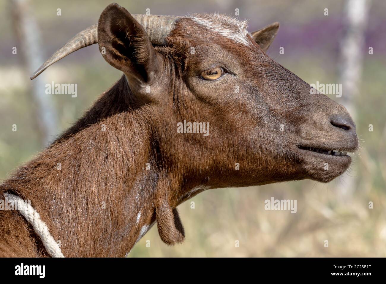 Details of a brown goat on the meadow Stock Photo - Alamy