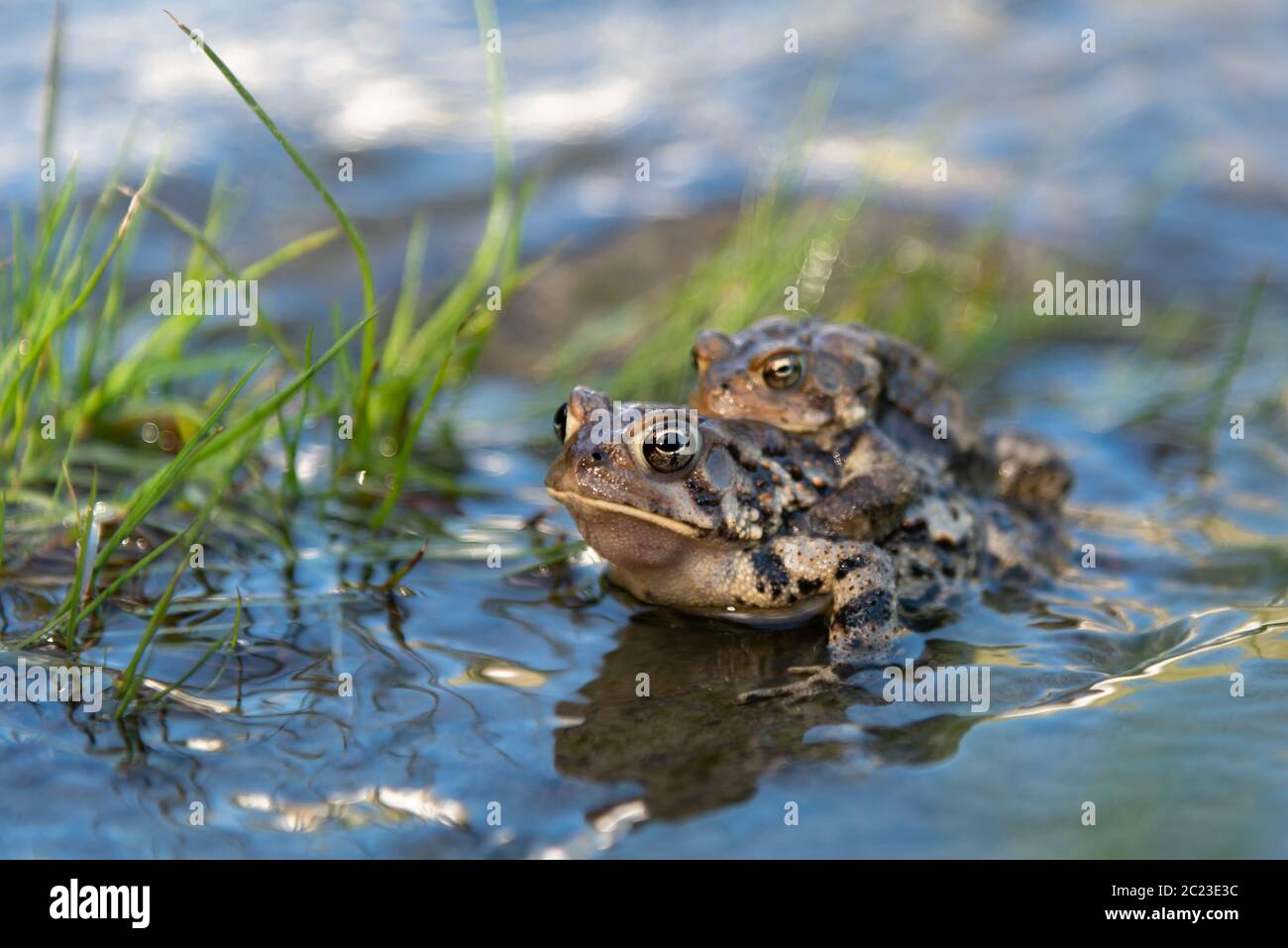 Frog Carrying Young on Back Stock Photo - Alamy