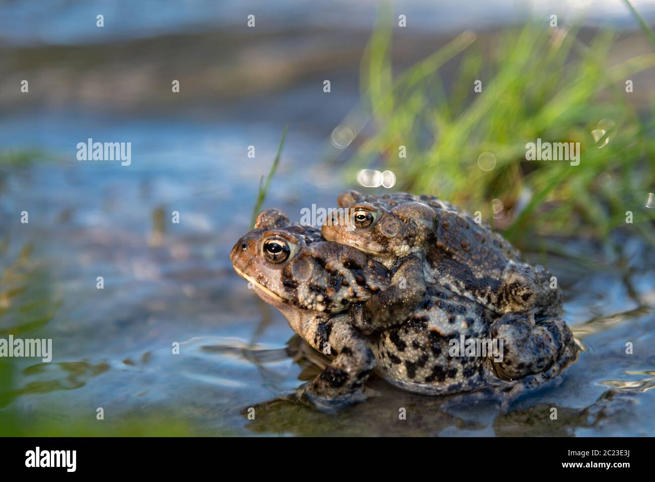 Frog Carrying Young on Back Stock Photo - Alamy