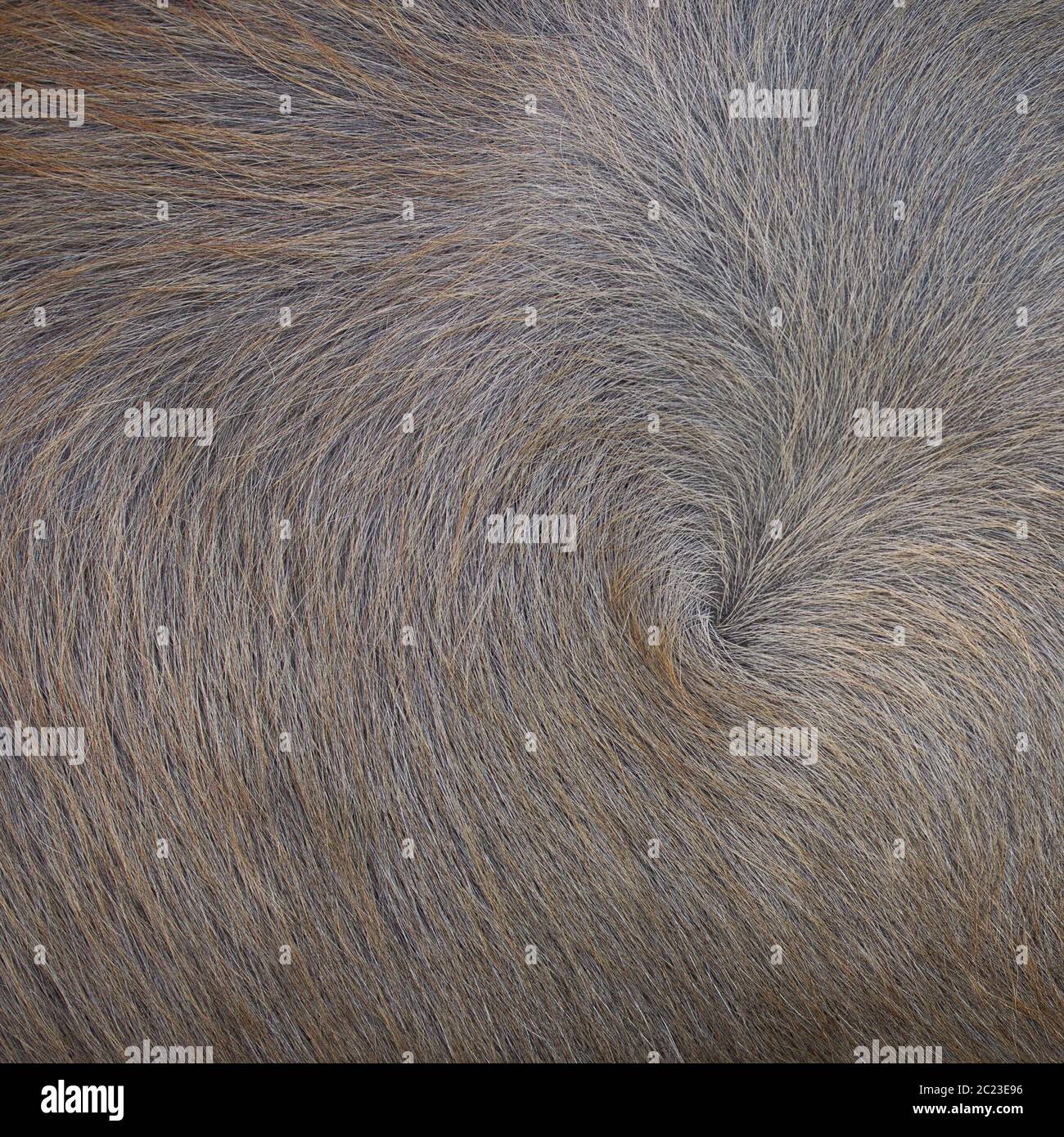 Buffalo fur texture hi-res stock photography and images - Alamy