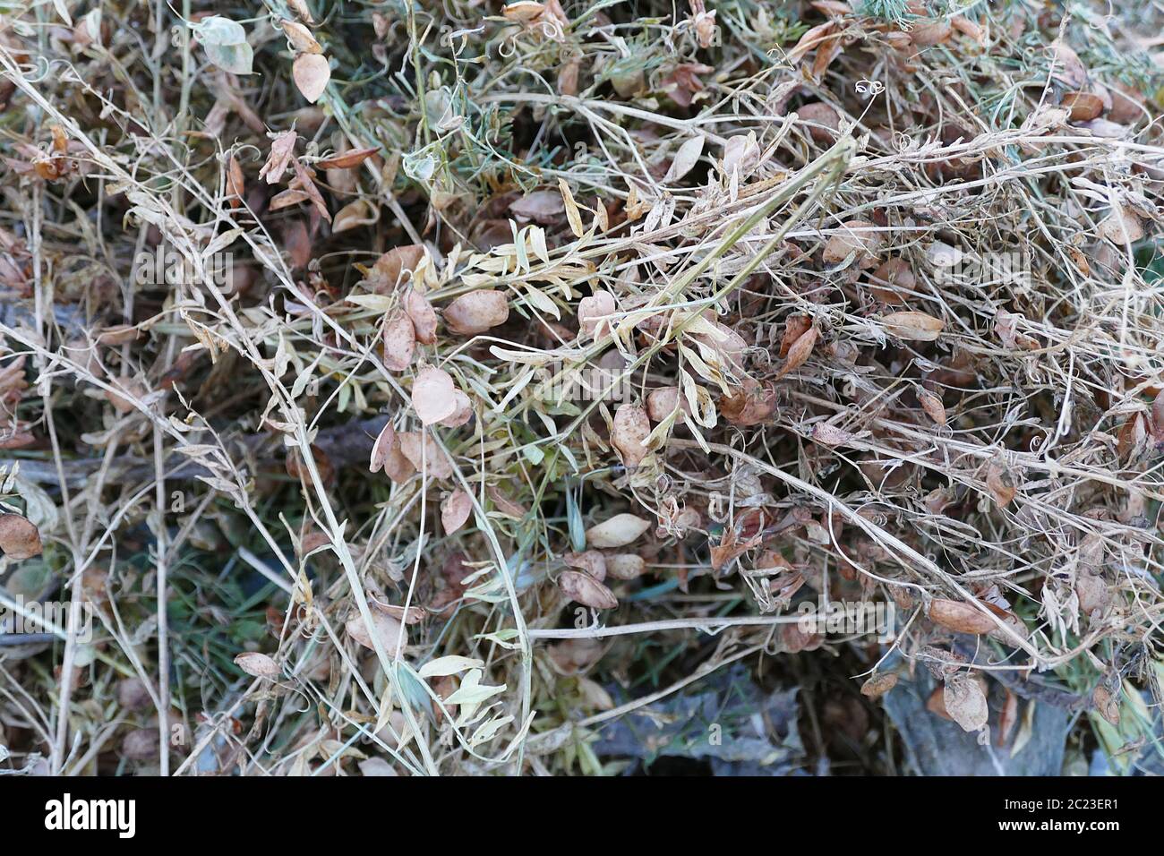lentil harvest, lentil piles ready for harvest, sawn lentils, lentil ...