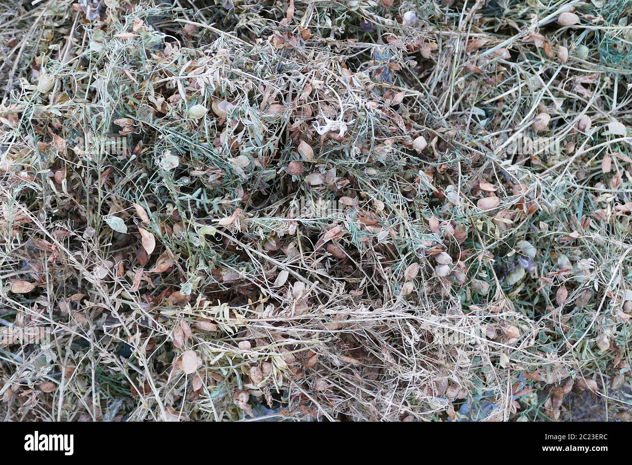 lentil harvest, lentil piles ready for harvest, sawn lentils, lentil ...