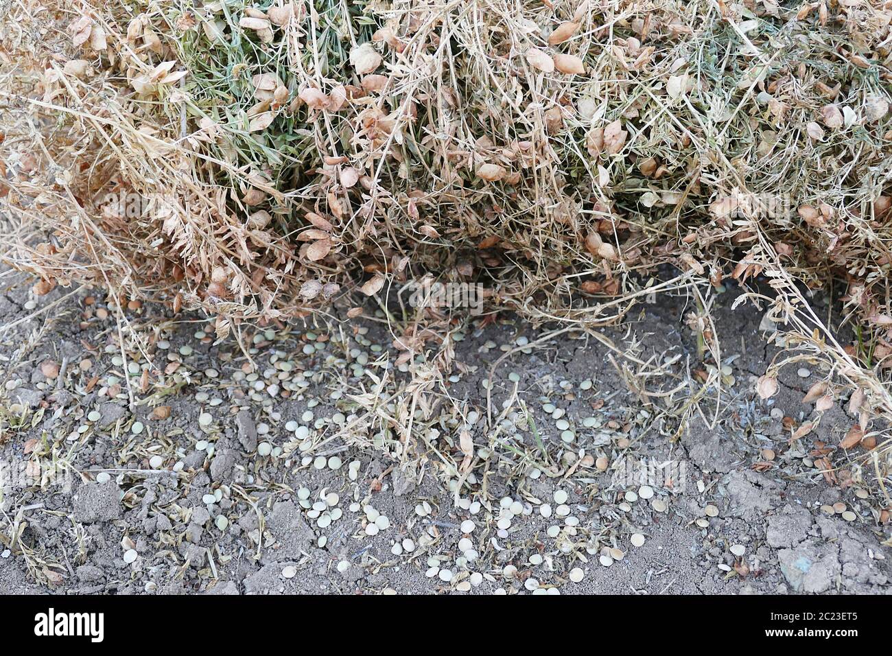 lentil harvest, lentil piles ready for harvest, sawn lentils, lentil ...