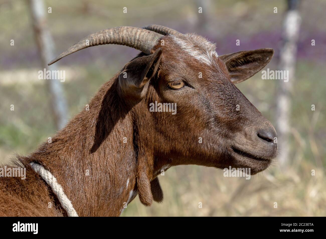 Details of a brown goat on the meadow Stock Photo - Alamy