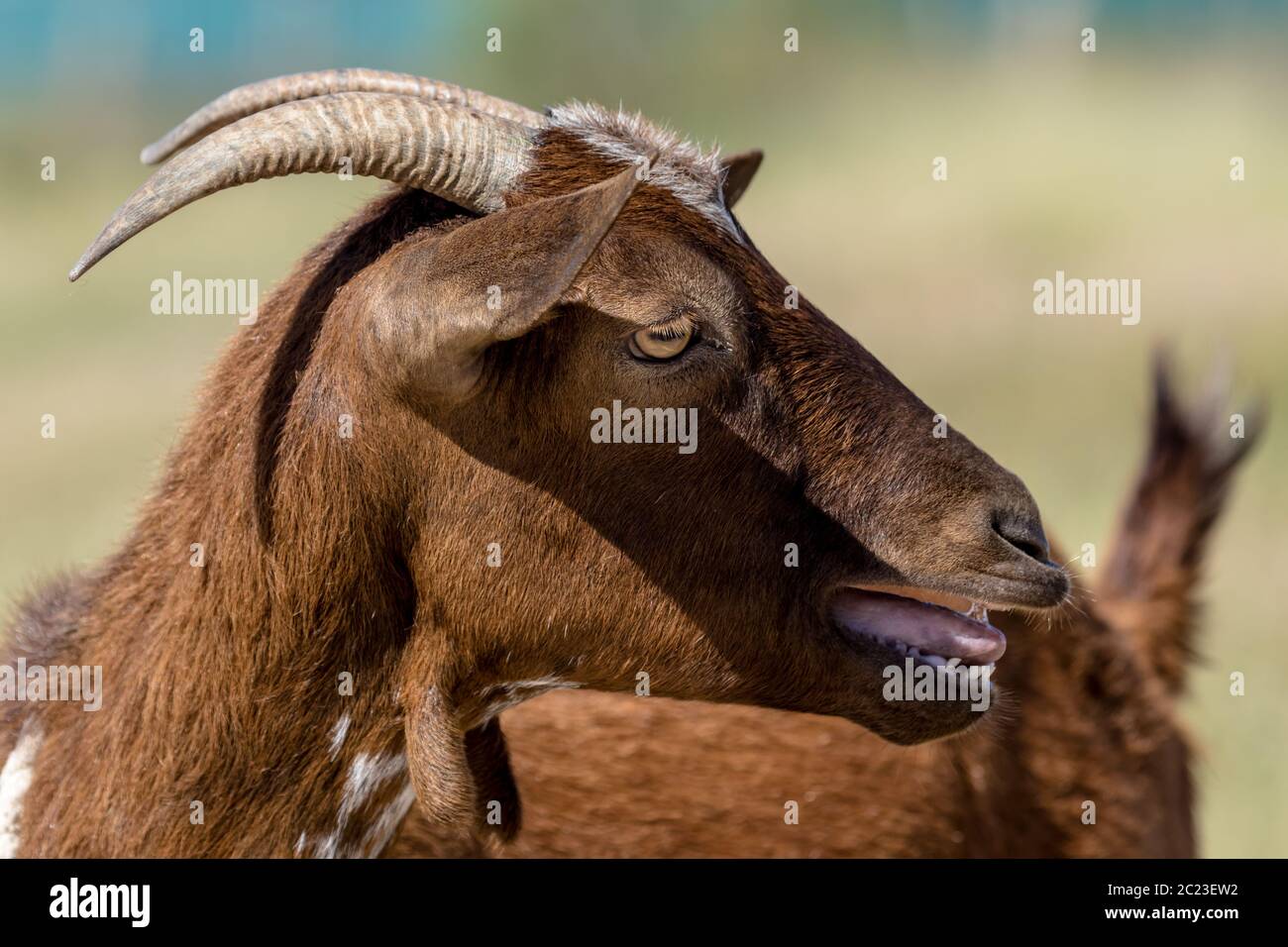 Details of a brown goat on the meadow Stock Photo - Alamy