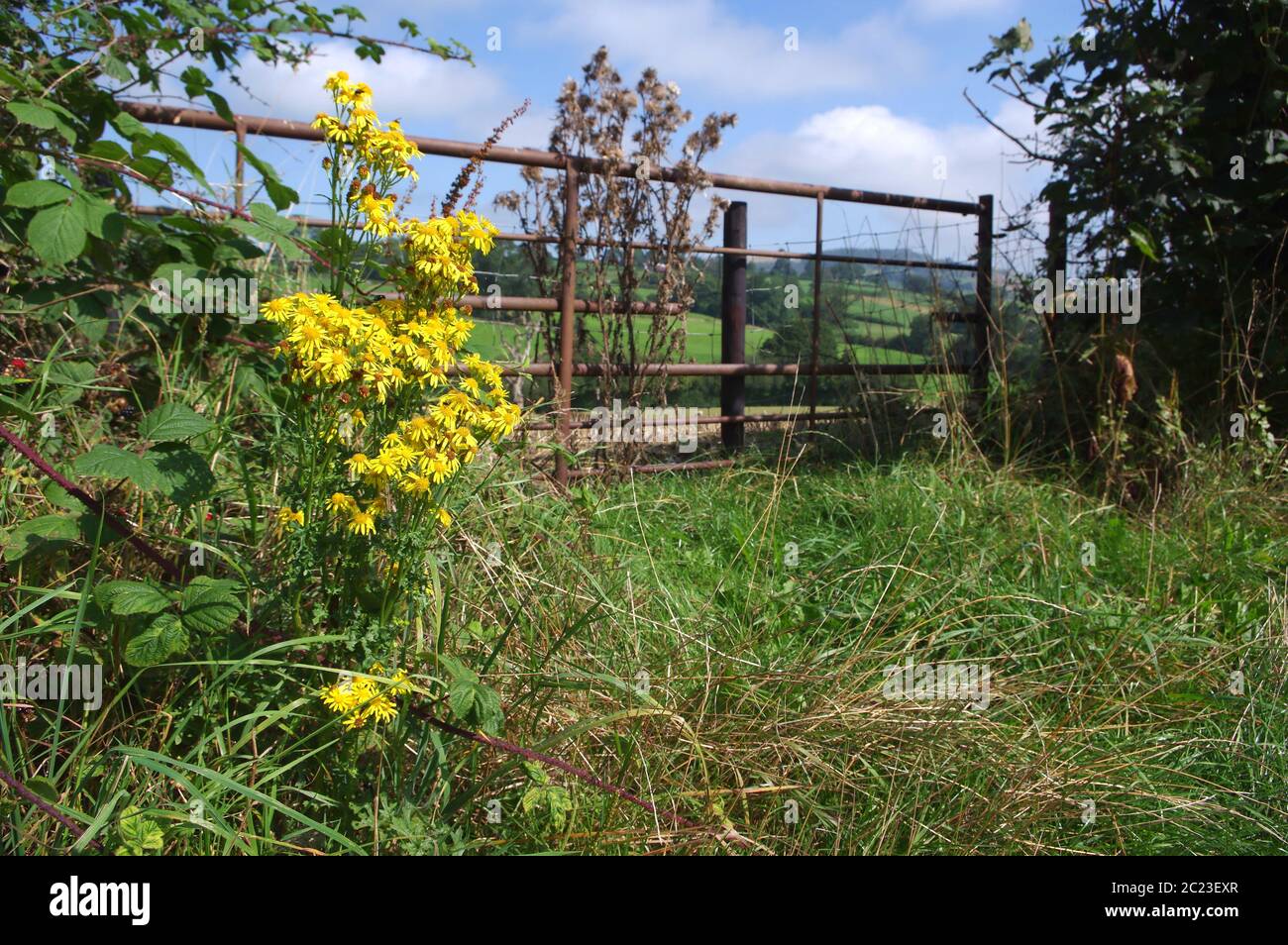 Ragwort and farm gate Stock Photo - Alamy