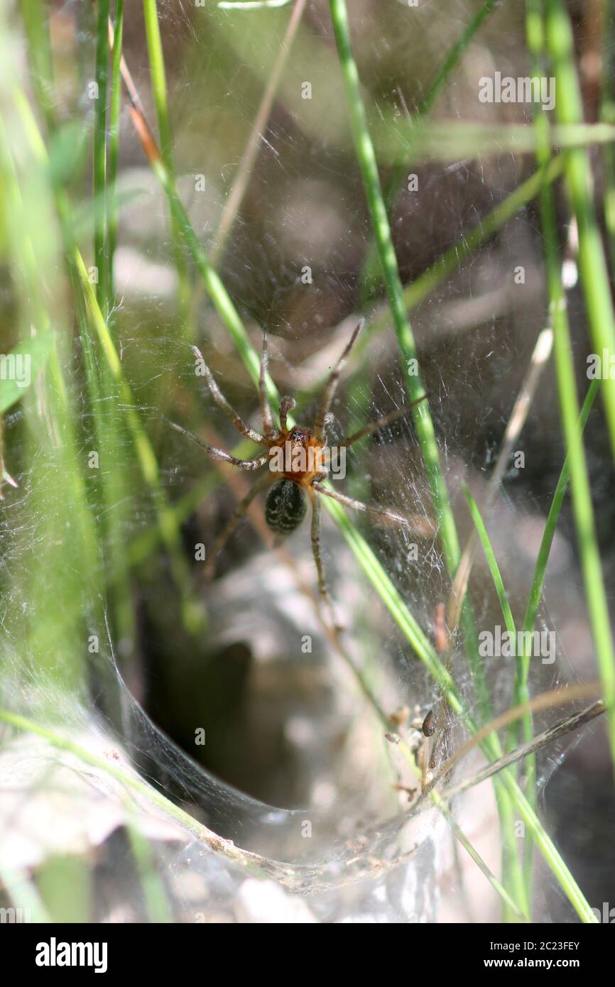 Invertebrate spider funnel web hi-res stock photography and images - Alamy