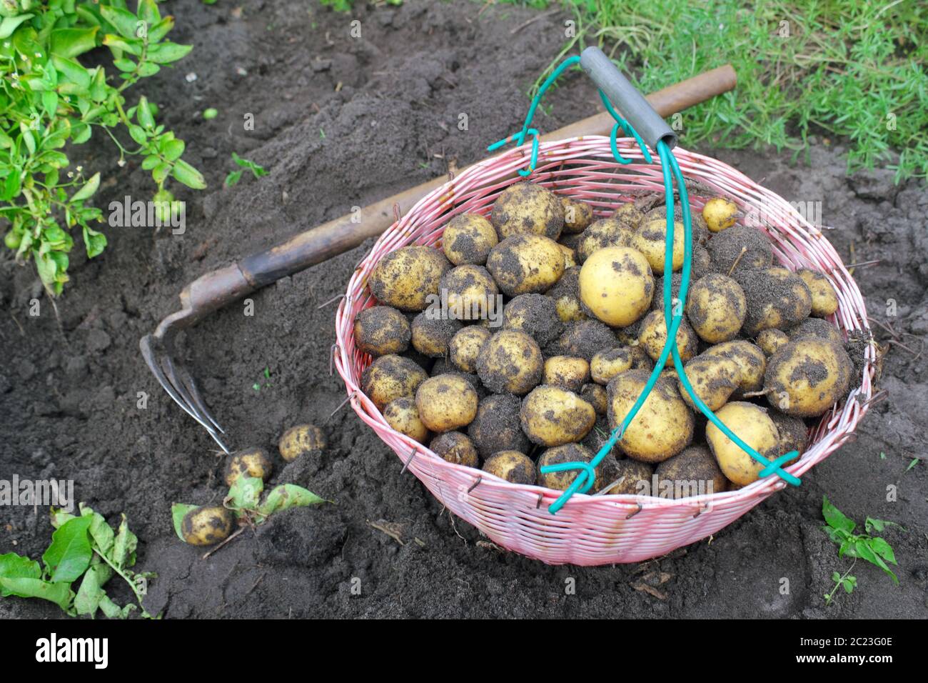 Potato basket hi-res stock photography and images - Alamy
