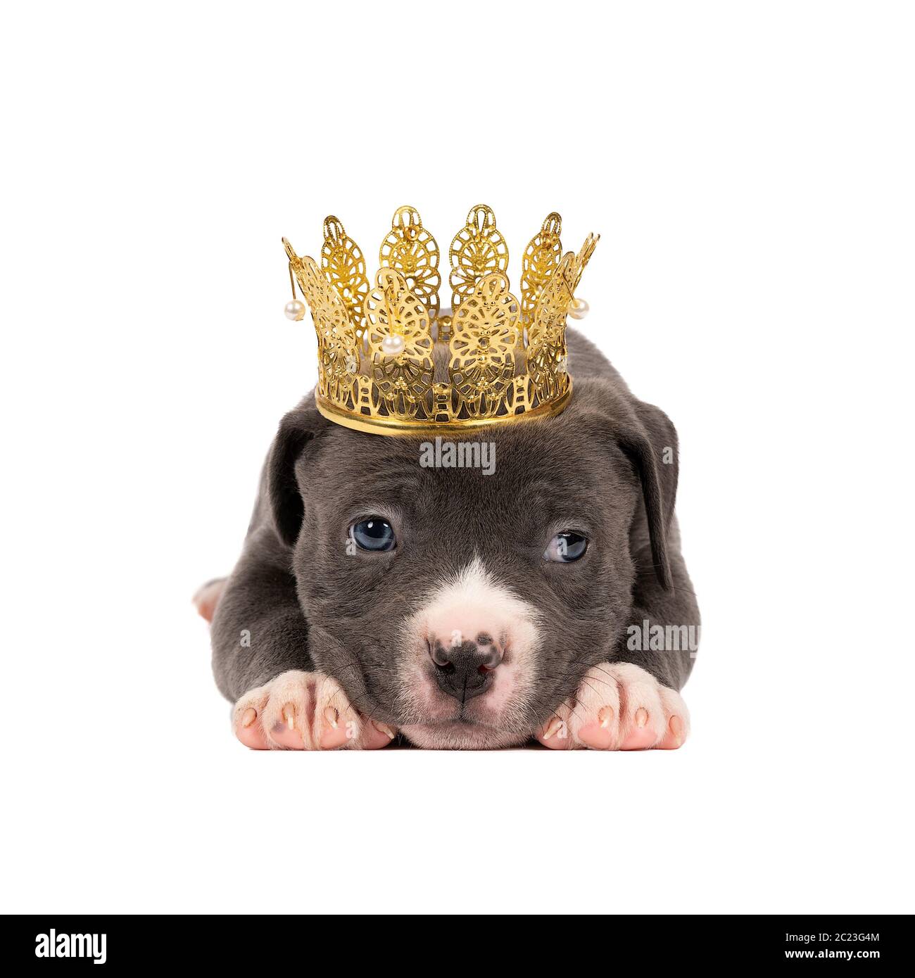 A purebred American Bully or Bulldog pup with blue and white fur with a ...