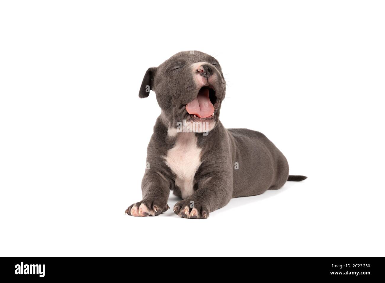 A tired and yawning purebred American Bully or Bulldog pup with blue ...