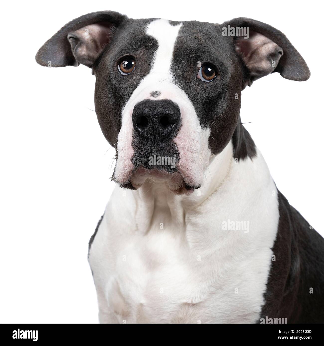 A portrait of the head of a purebred American Bully or Bulldog female ...