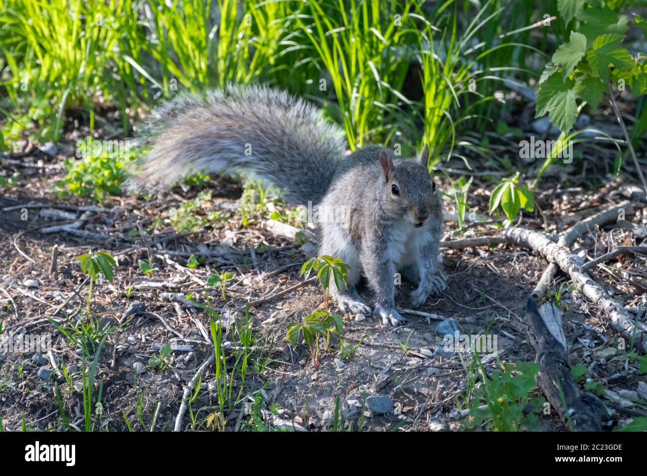 Grey squirrel running hi-res stock photography and images - Alamy