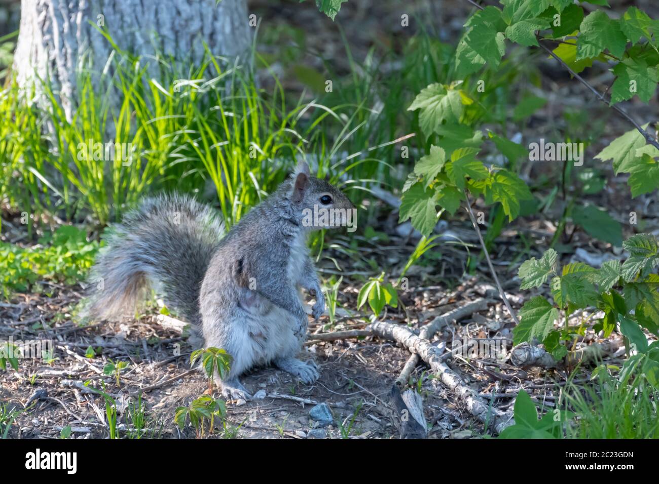 Grey Squirrel running through woods Stock Photo - Alamy