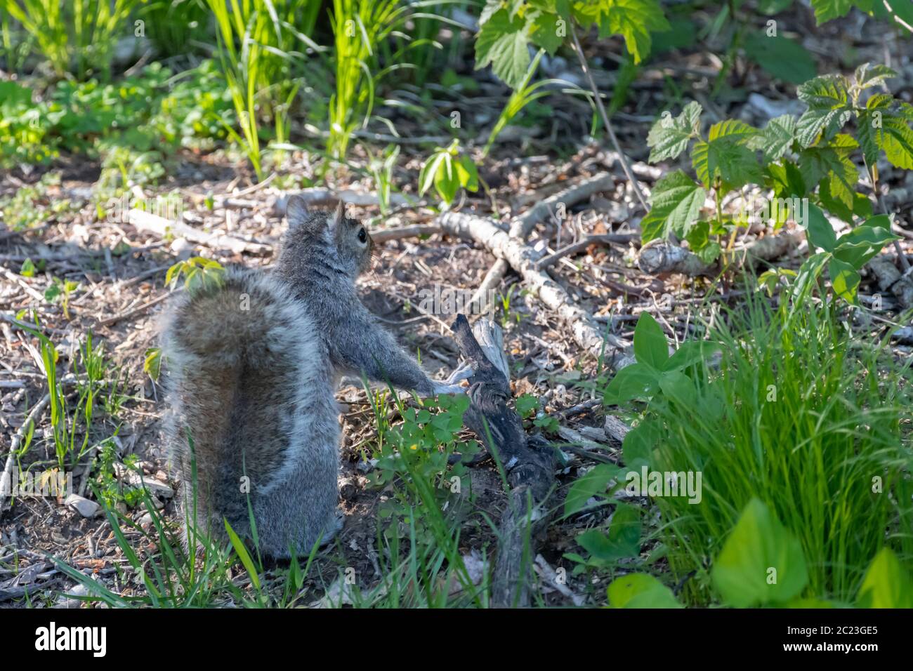 Grey squirrel running hi-res stock photography and images - Alamy
