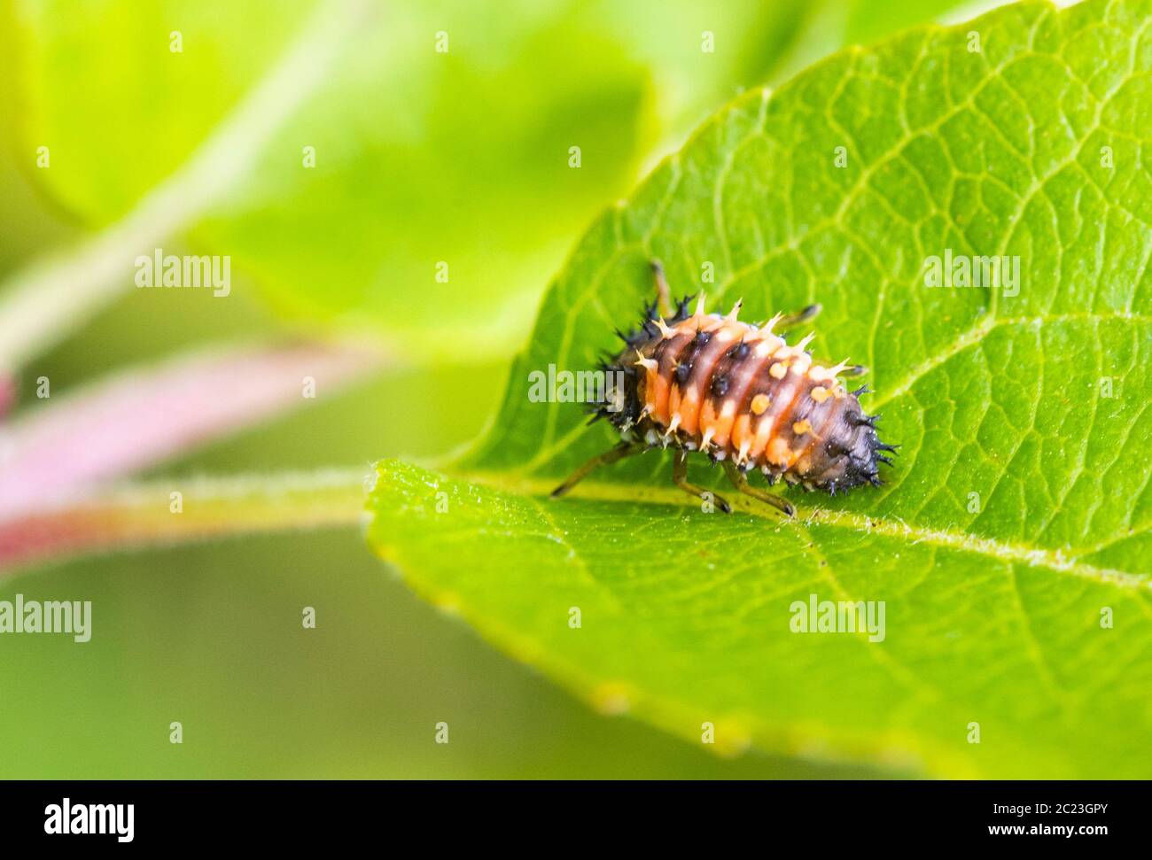 Ladybird larvae hi-res stock photography and images - Alamy