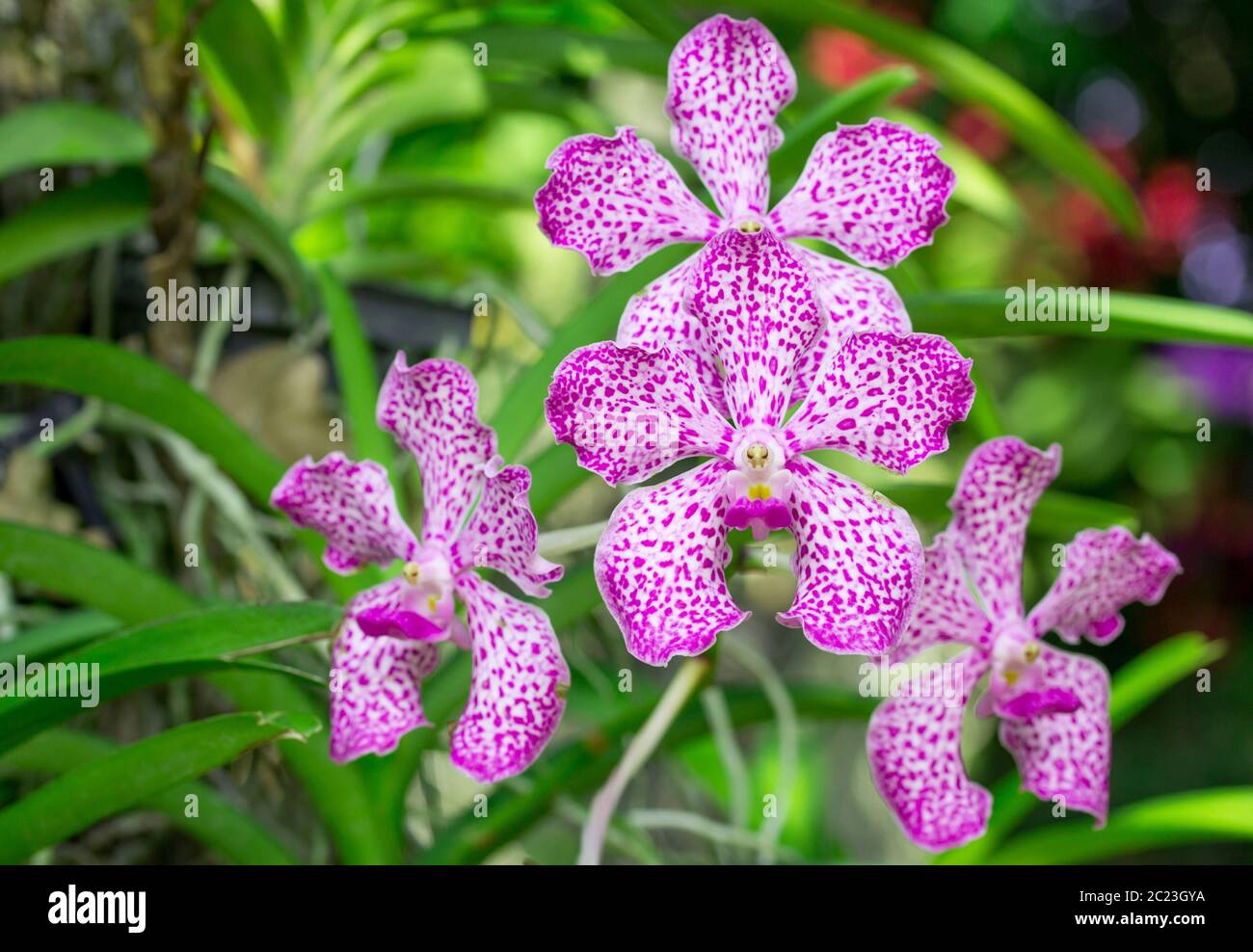 Vanda mokara hi-res stock photography and images - Alamy