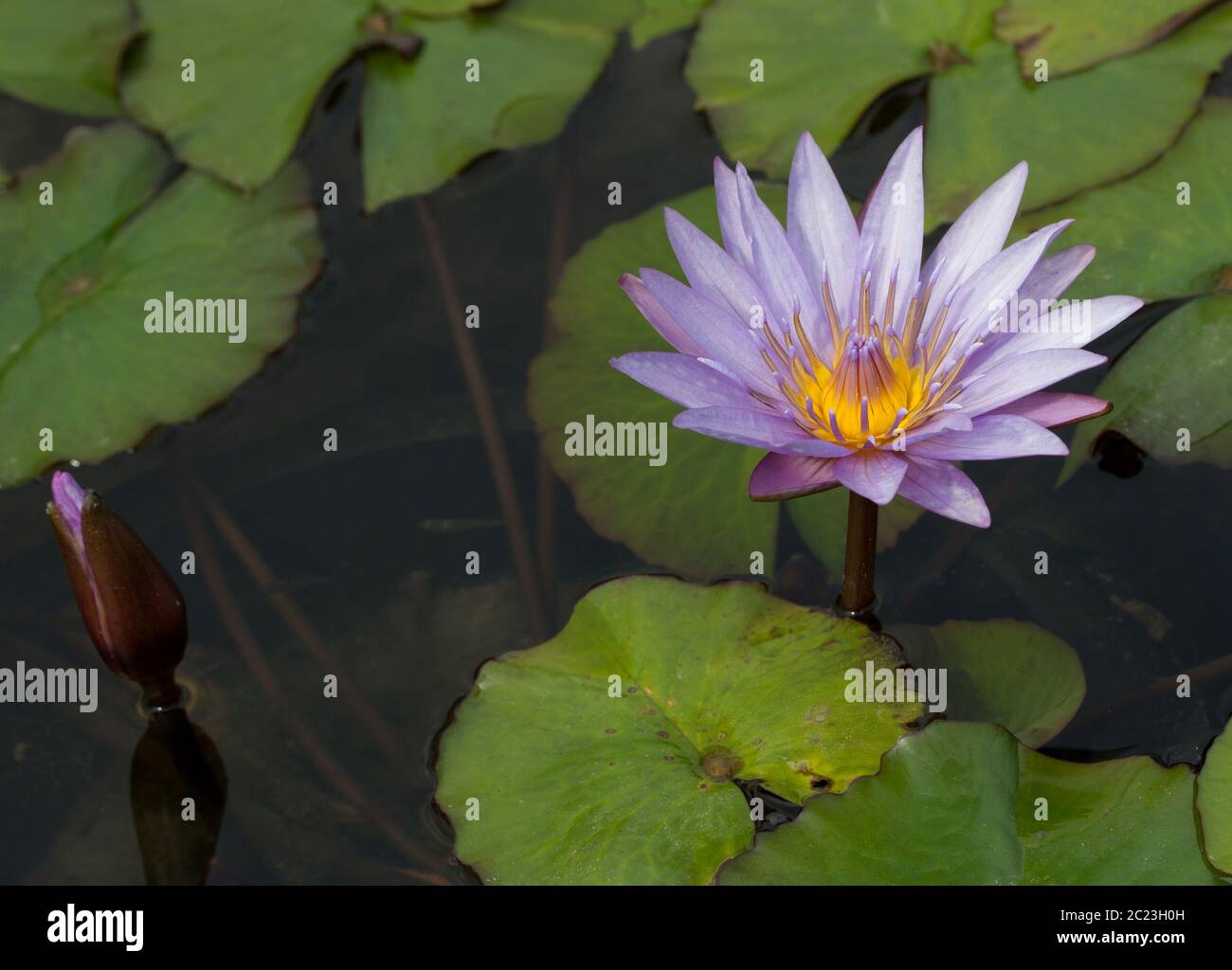 Violet lotus flower Stock Photo - Alamy