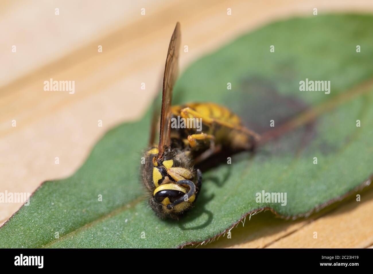 Bee- Yellow Jacket On Ground Stock Photo - Alamy