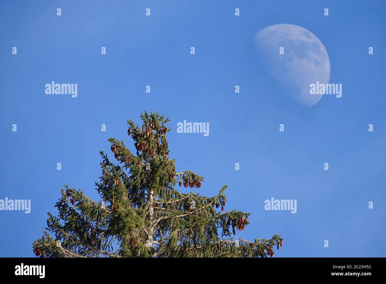 Tree with moon hi-res stock photography and images - Alamy