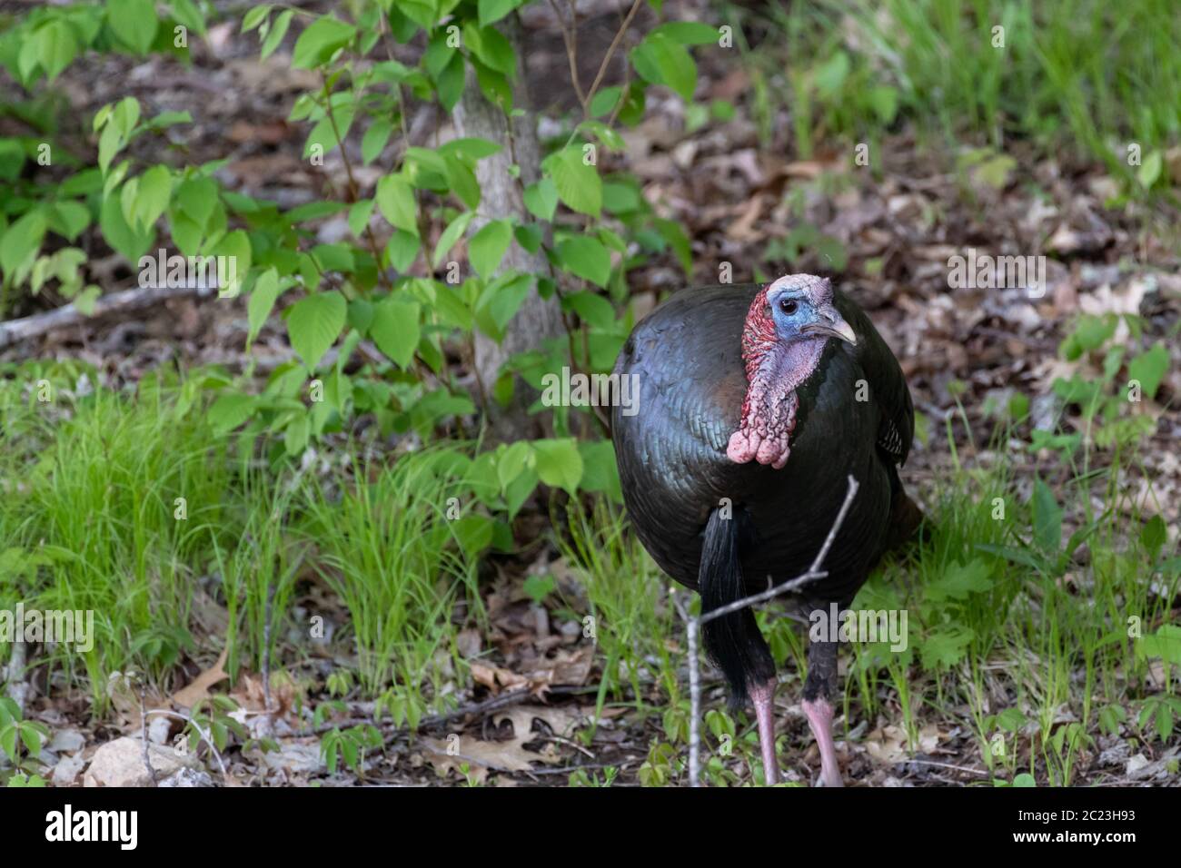 Wild Turkey Out In Woods Stock Photo - Alamy