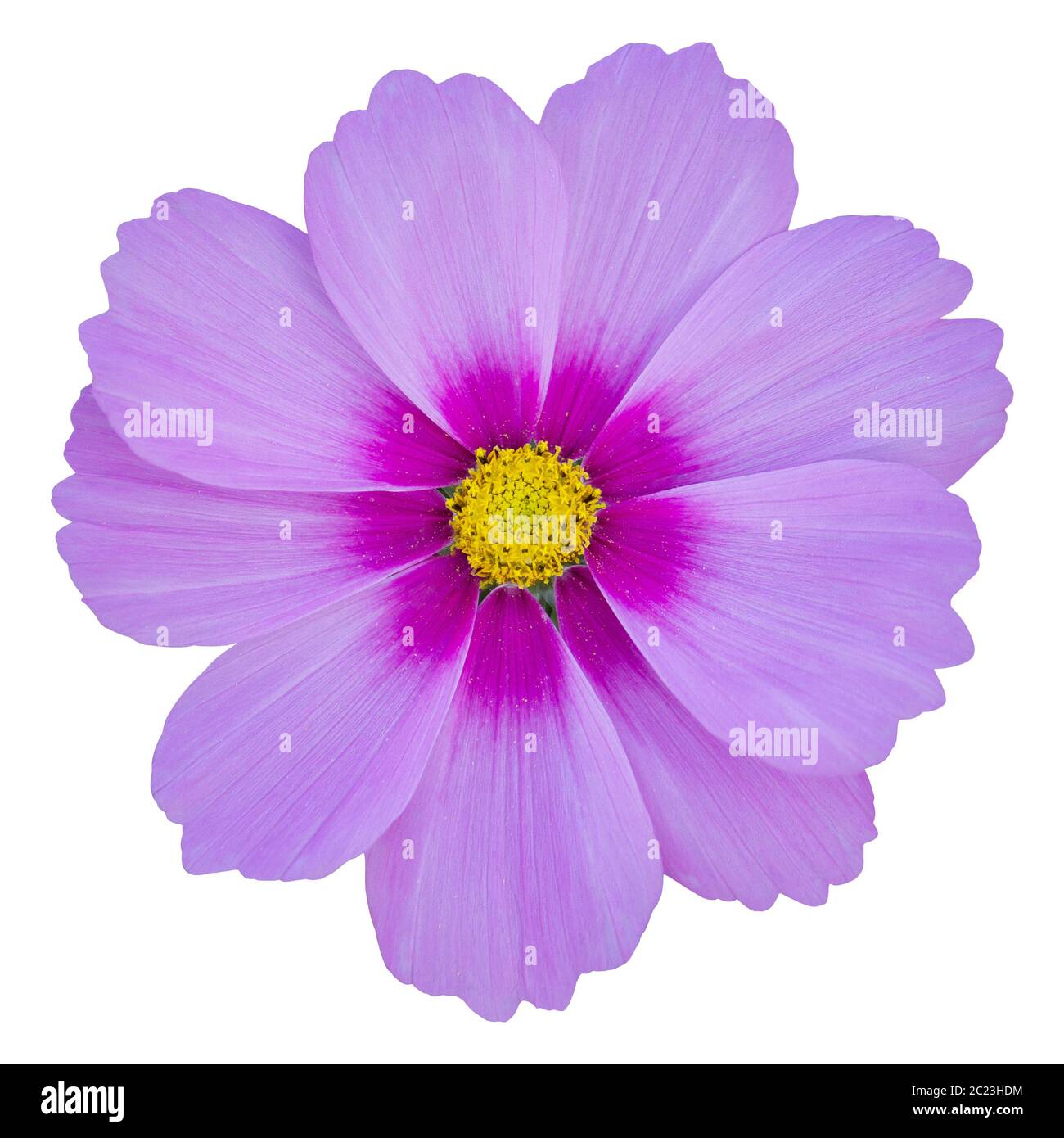 Clipping cosmos Cut Out Stock Images & Pictures - Alamy
