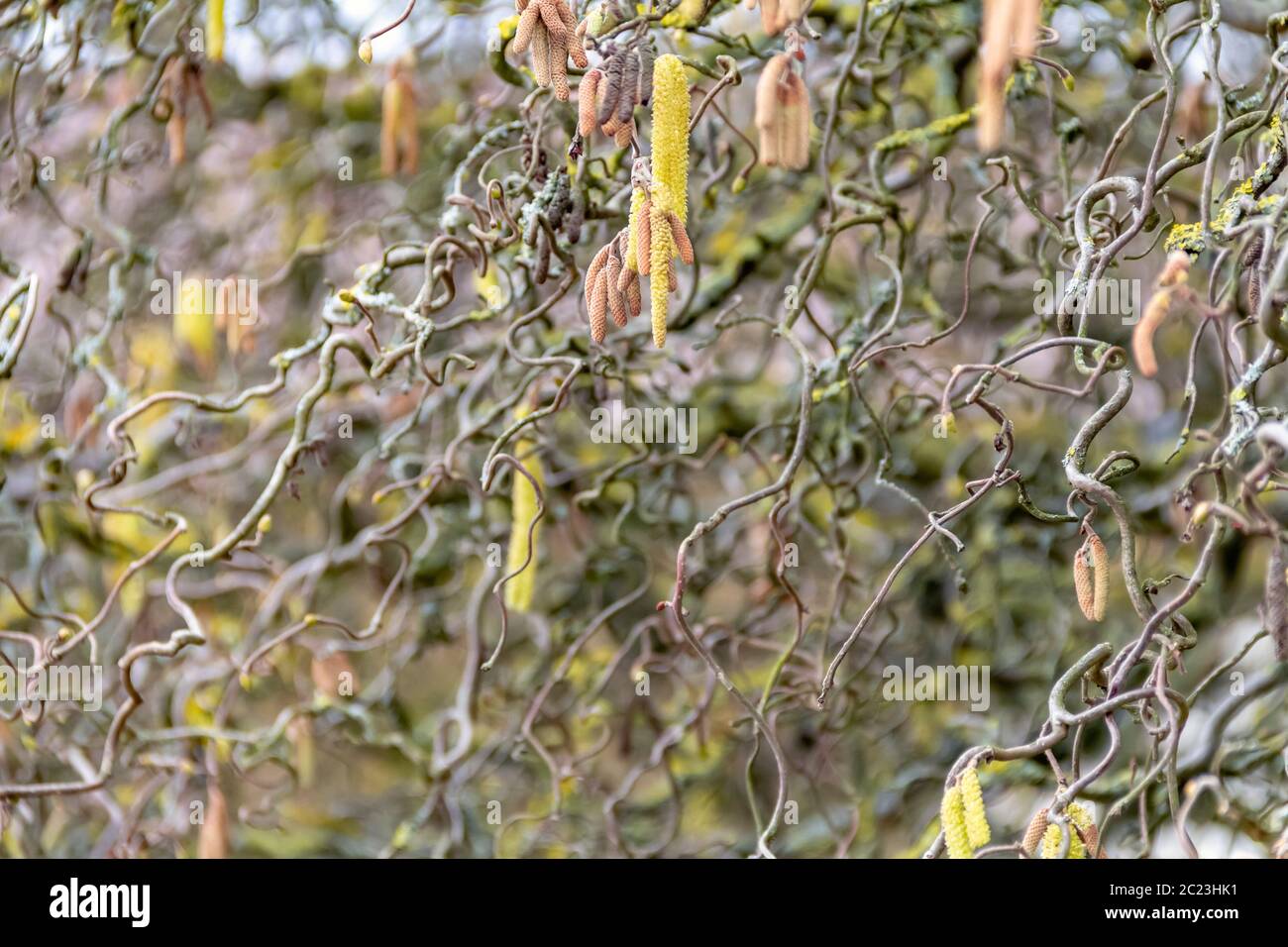 Twisted Hazel High Resolution Stock Photography and Images - Alamy