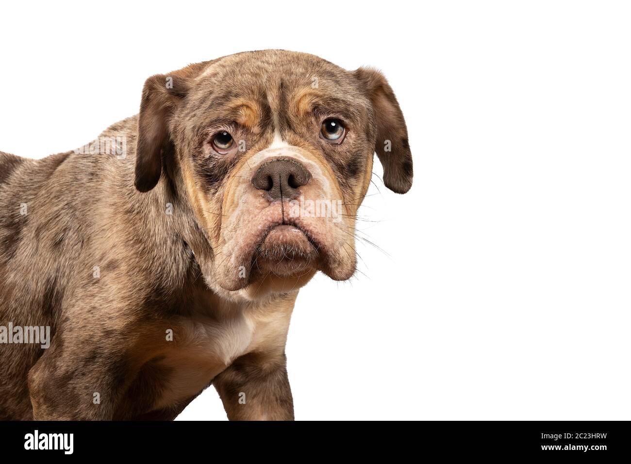 Portrait of the head an Old English Bulldog standing isolated against a ...